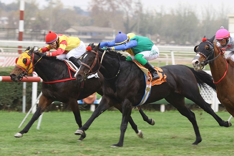 Conquer es un Almirante - Hípica Global