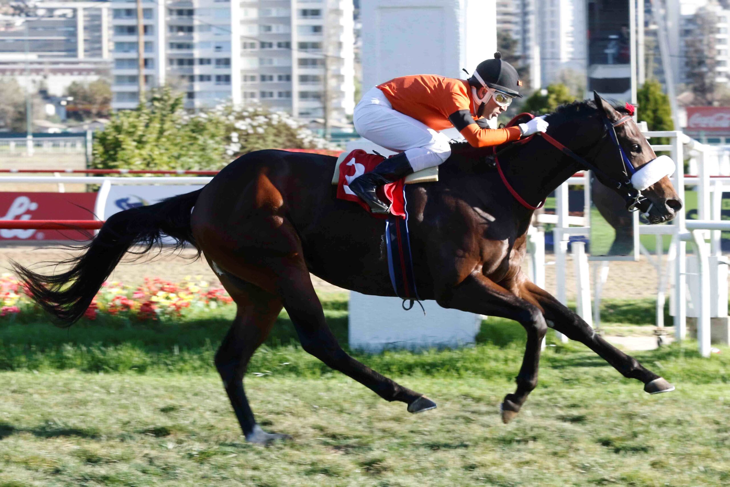 Toy Soltero sobradísimo ganó el Clásico Nicanor Señoret - Hípica Global