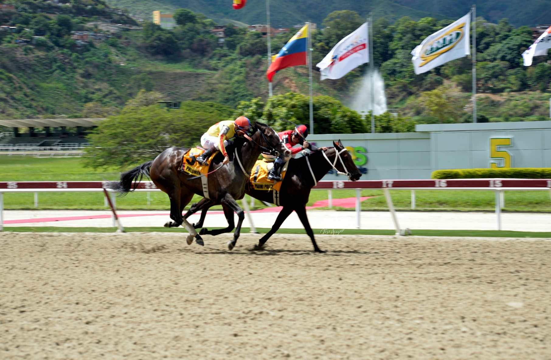 Paomi Police se la jugó en largo y ganó el Clásico Bambera - Hípica Global