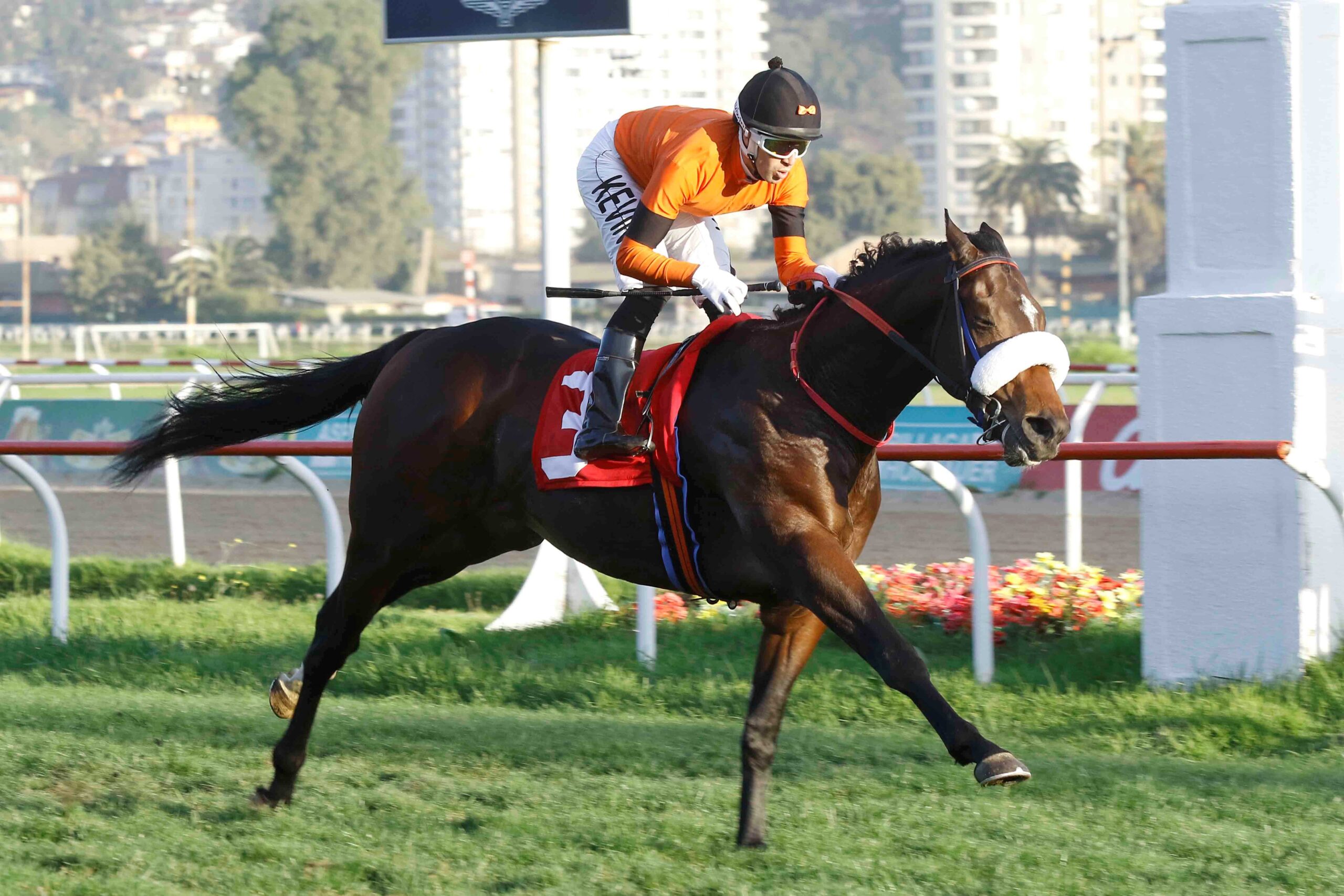 Toy Soltero cada vez mejor ganó el Clásico Gonzalo Bofill De Caso ...