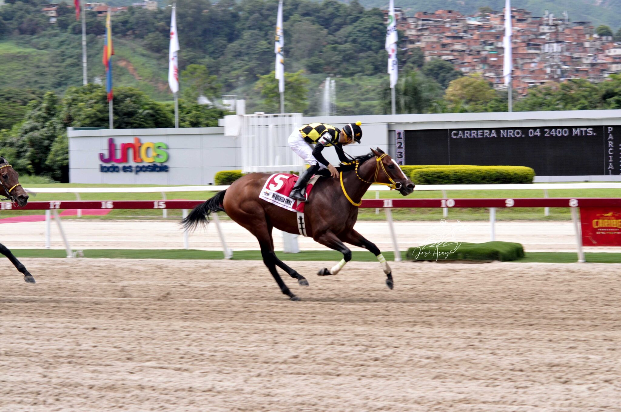 Mi Querida Emma una nueva triplecoronada de La Rinconada - Hípica Global