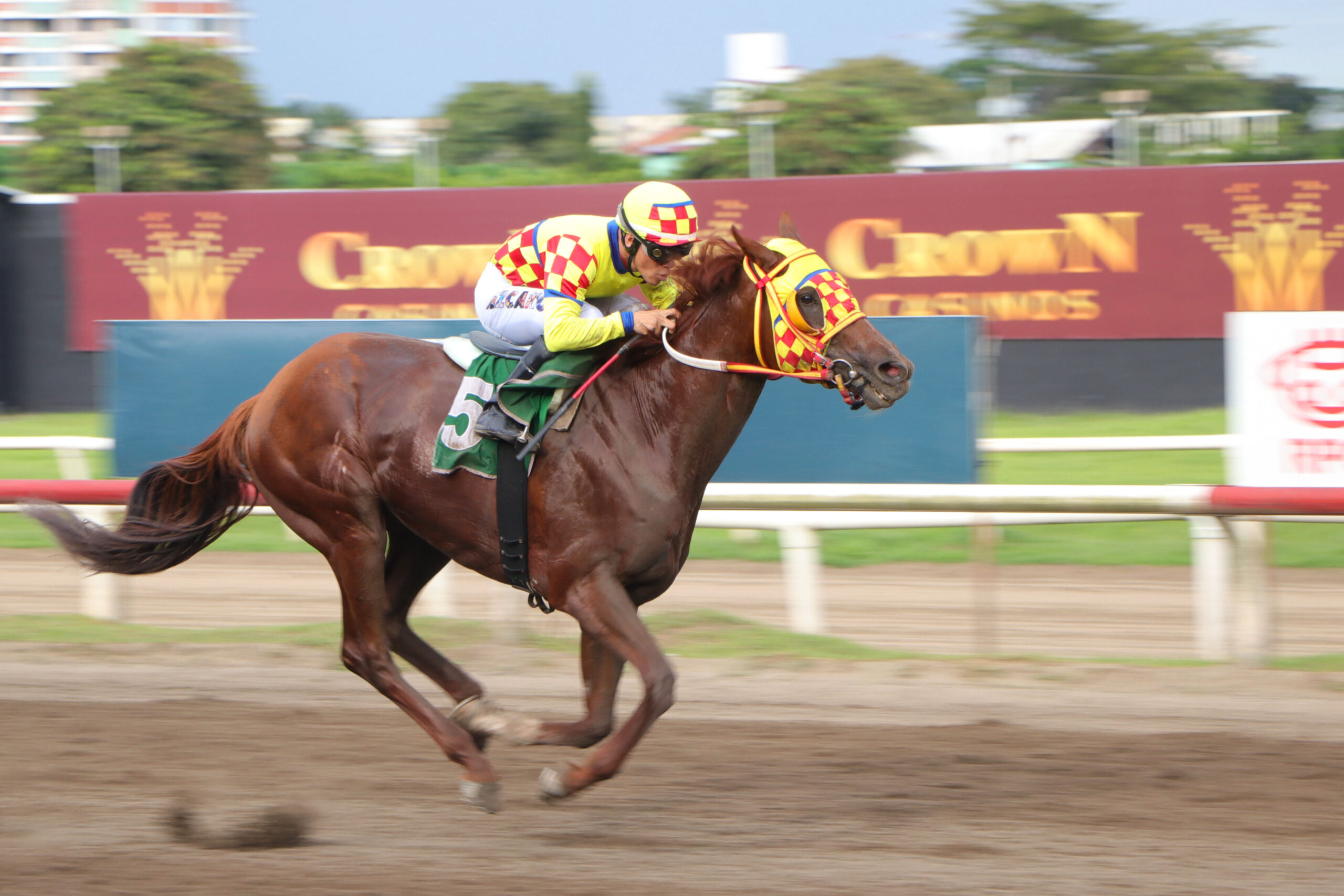 El Rojo nuevo triple coronado de Panamá - Hípica Global
